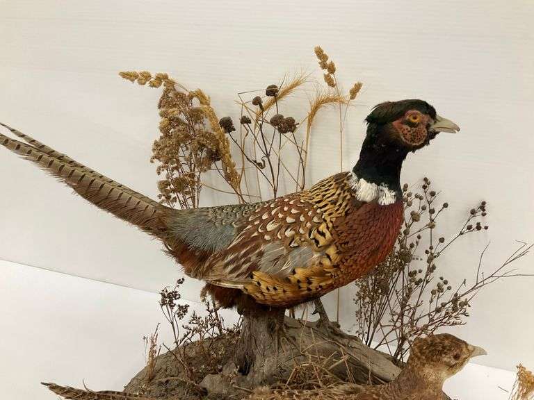 Taxidermy Pheasant Family Display...20 x 37 in. - Beloit Auction & Realty