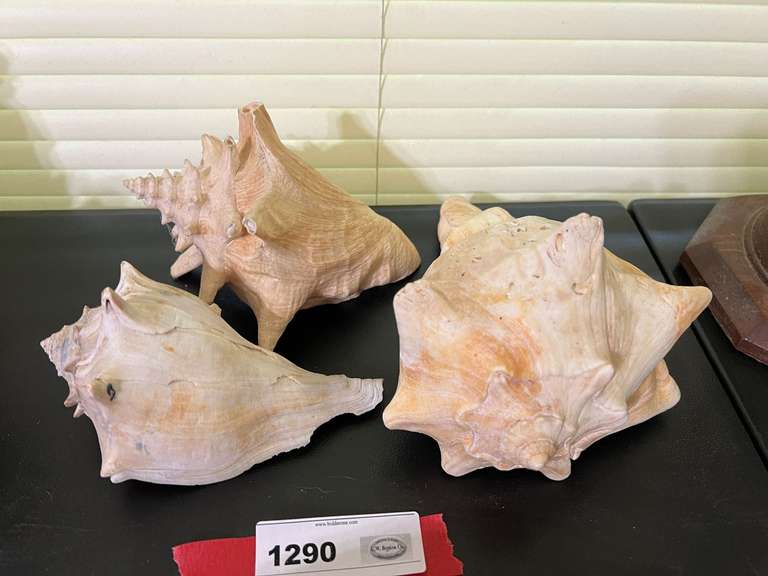 MASTER…CONCH SHELLS, SET OF THREE, SEE PICTURES FOR DETAILS. - L.W ...