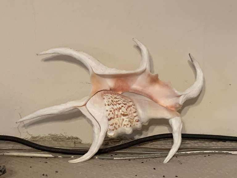 LARGE NATURAL LAMBIS CHIRAGRA SPIKED CONCH SHELL 10" LONG X 6" WIDE ...