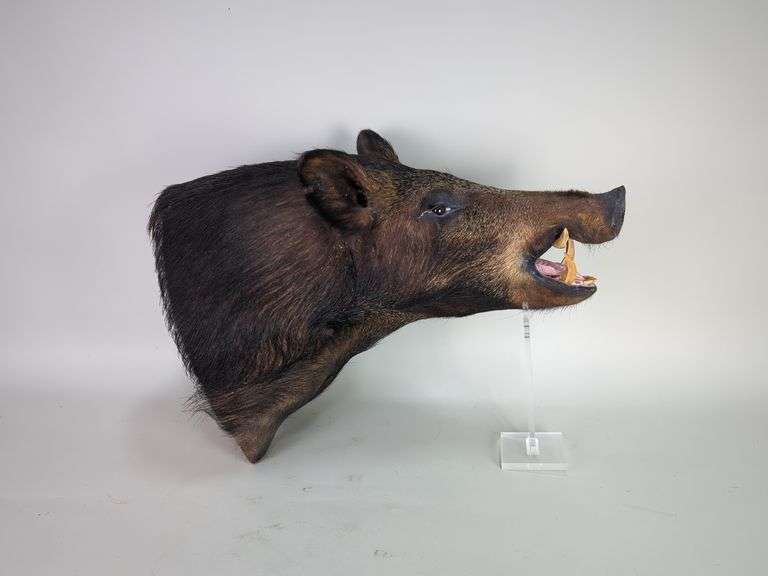 Wild Boar Taxidermy Mount, Approx 17" X 26" X 13" - Mayo Auction & Realty