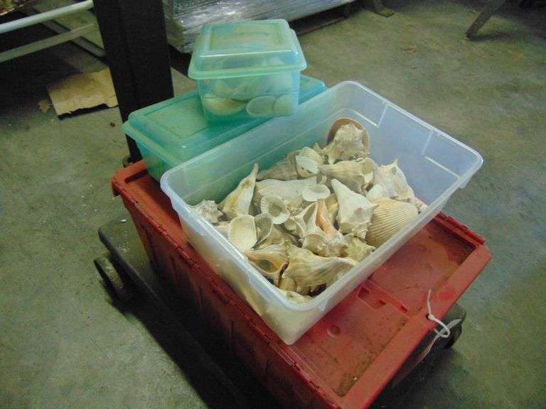 Three Containers of Sea Shells - Iron Horse Auction Company