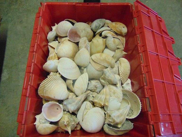 Three Containers of Sea Shells - Iron Horse Auction Company
